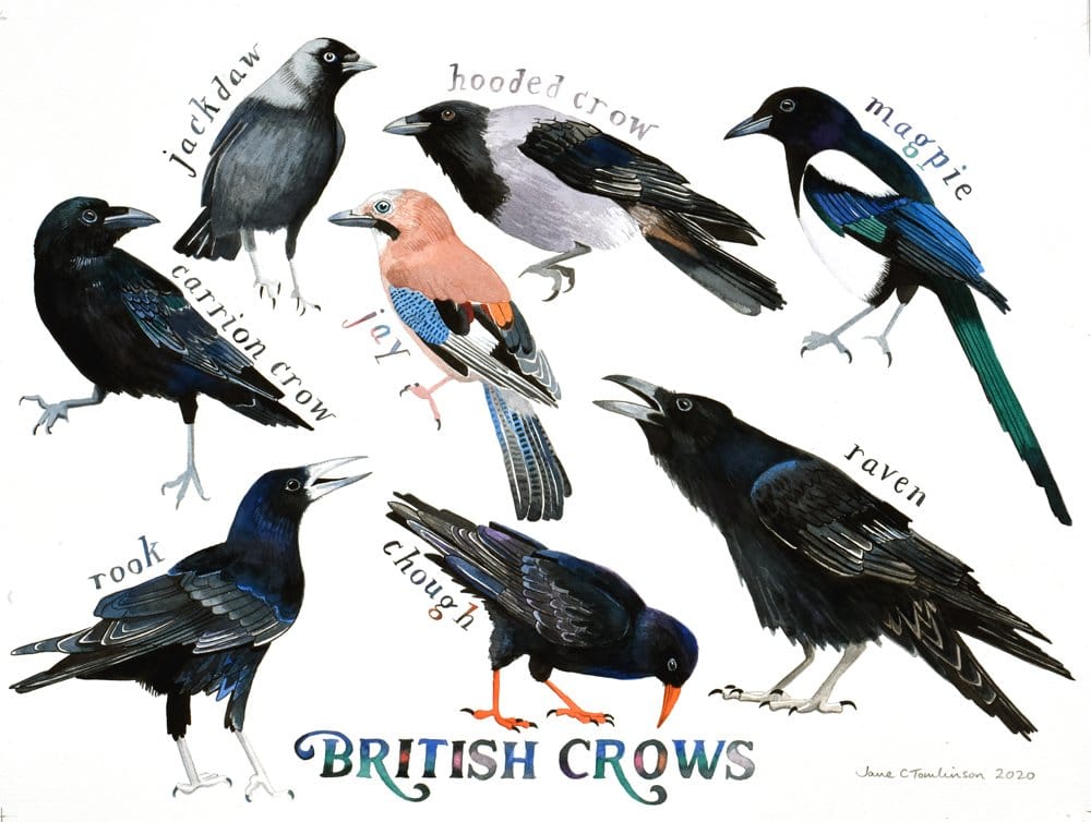 do hooded crows migrate