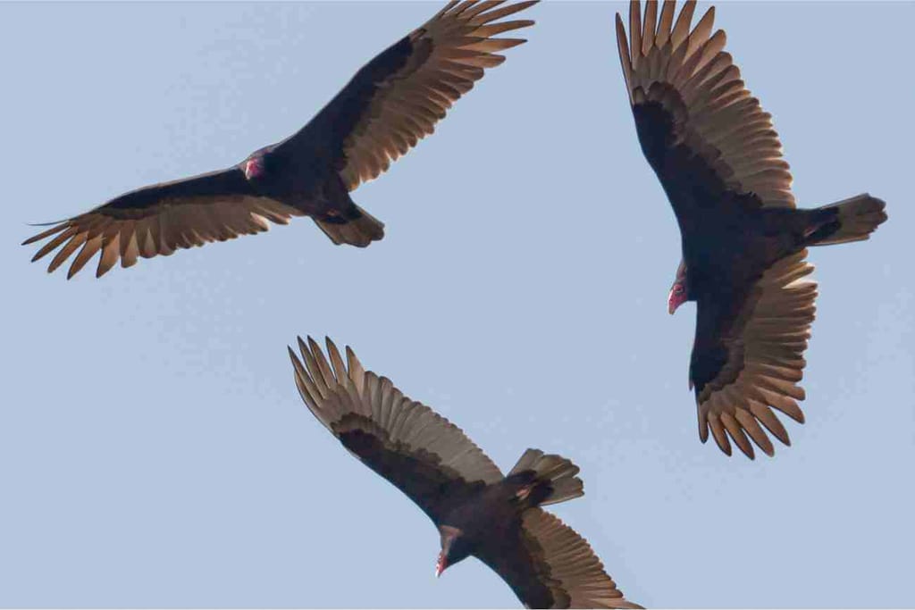 Witnessing the Buzzard Infestation of Myrtle Beach, South Carolina ...