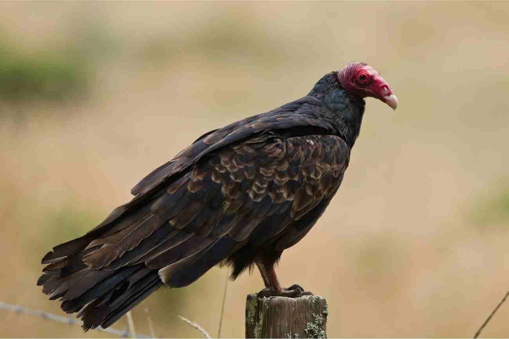 Witnessing the Buzzard Infestation of Myrtle Beach, South Carolina ...