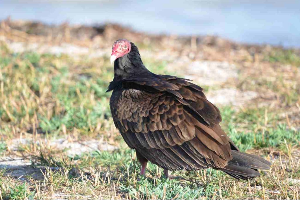Witnessing the Buzzard Infestation of Myrtle Beach, South Carolina ...