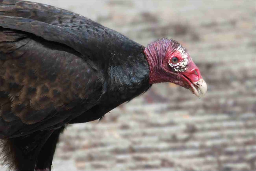 Witnessing the Buzzard Infestation of Myrtle Beach, South Carolina ...