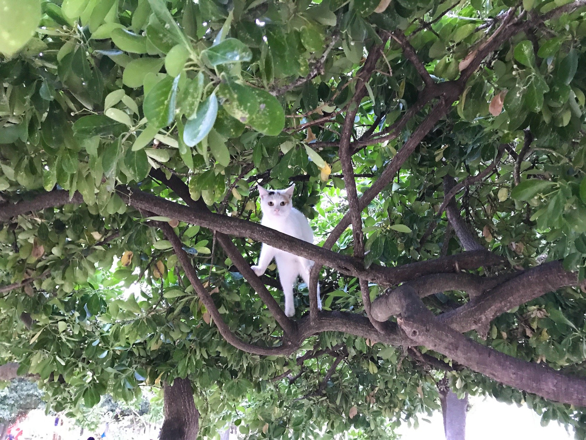 Zadar: Where Birds Meow and Cats Perch in Trees | The Rocky Safari