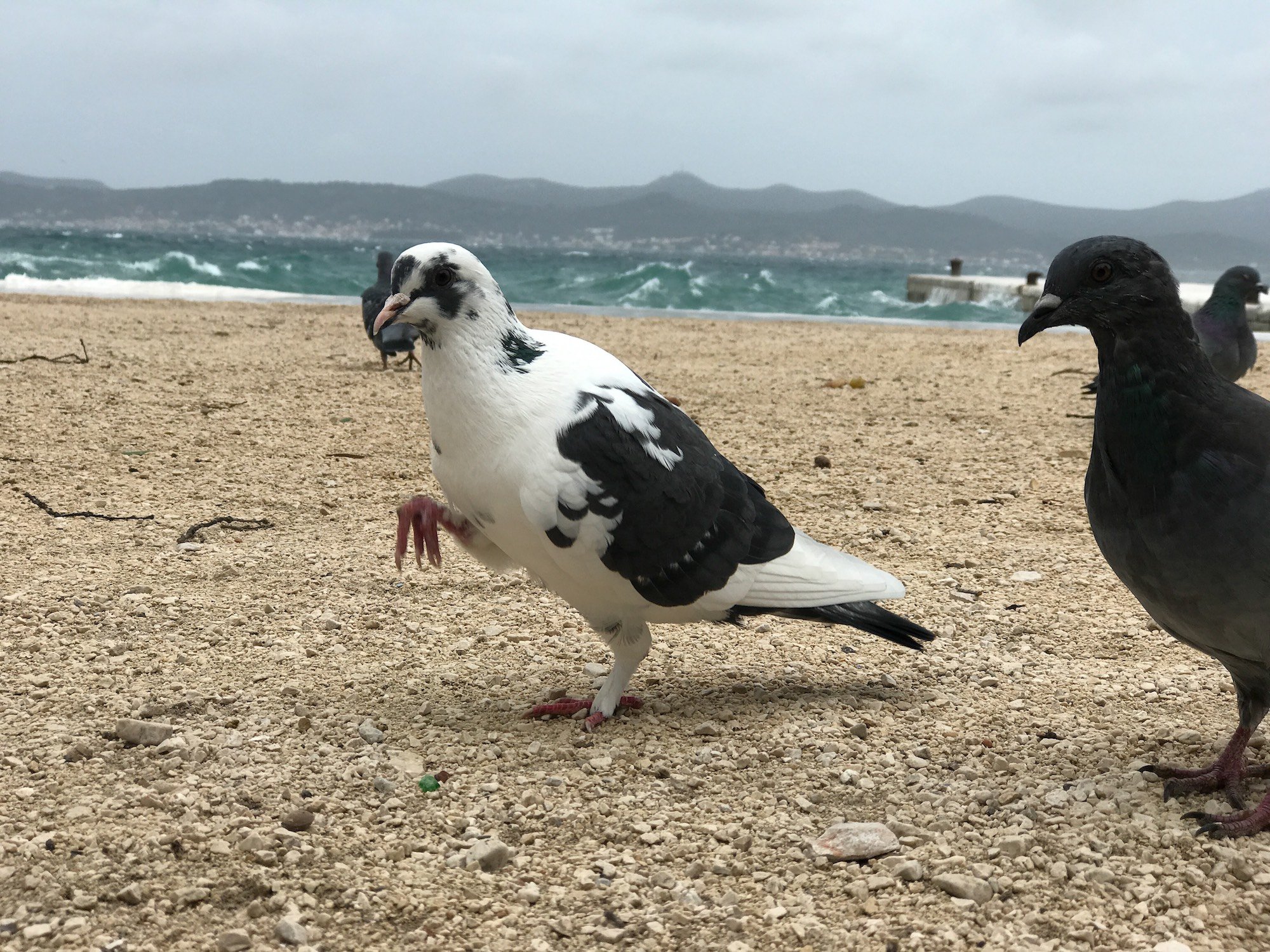 Can You Befriend a Wild Pigeon? | The Rocky Safari