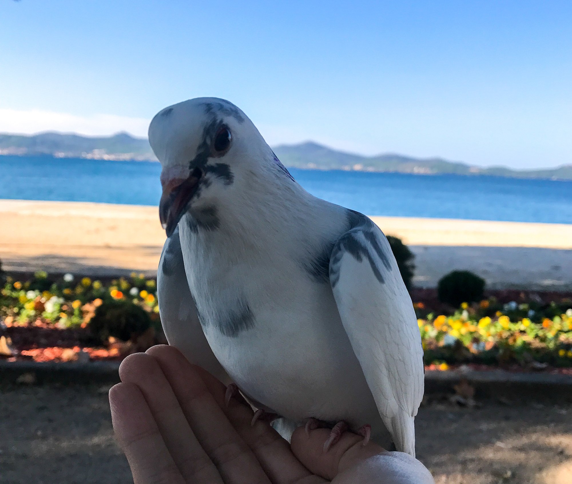 Can You Befriend a Wild Pigeon? | The Rocky Safari