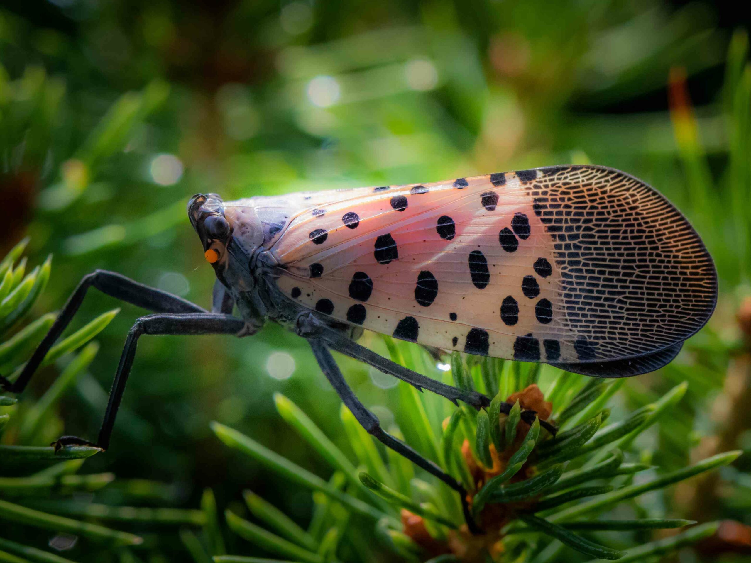 Preventing the Spread of the Spotted Lanternfly: A Guide | The Rocky Safari